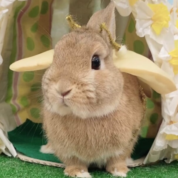 JYP所属「GIRLSET」メンバープロフィール・経歴！KGとケイリーの脱退理由も解説